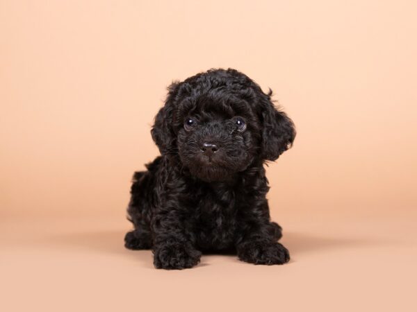 Toypoedel kopen? Kies voor een gecertificeerde fokker | Patty Bakker