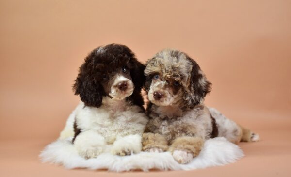 Toypoedel kopen? Kies voor een gecertificeerde fokker | Patty Bakker